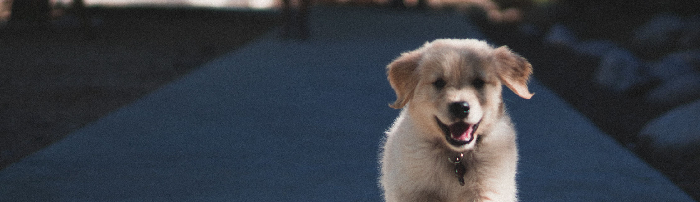 Puppy Vaccinations - Delahey Veterinary Clinic